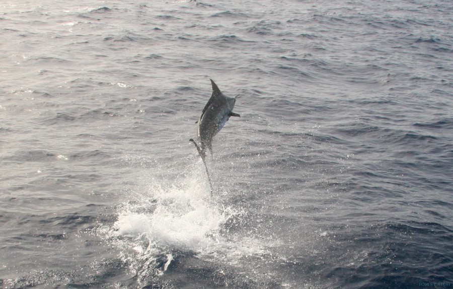 Angeln mit Matthias auf dem Sambo (2025 Preise) - Tom's Catch