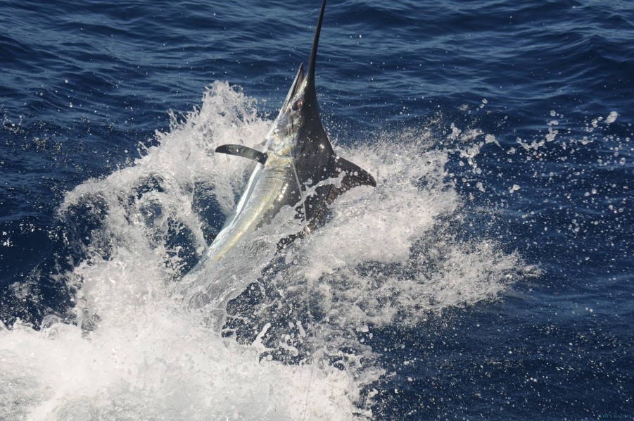 Angeln mit Matthias auf dem Sambo (2025 Preise) - Tom's Catch