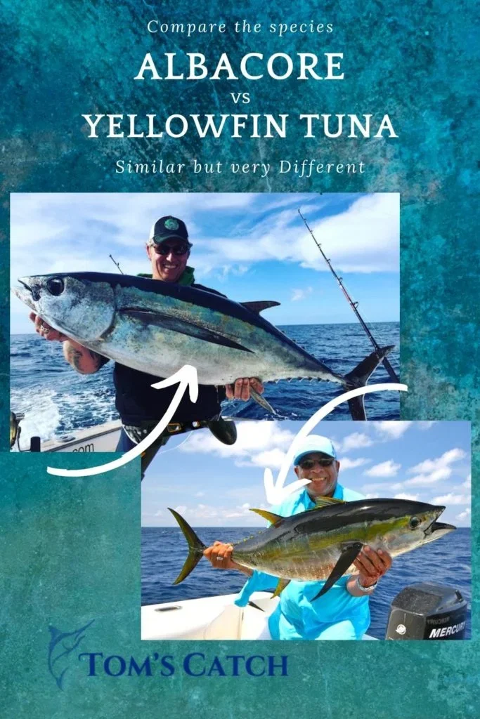 Albacore Tuna Tuna Fish Art | Original “Double Albacore On The
