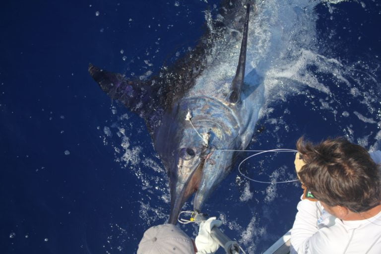 Playa del Carmen Boat Fishing: All You Need to Know - Tom's Catch Blog