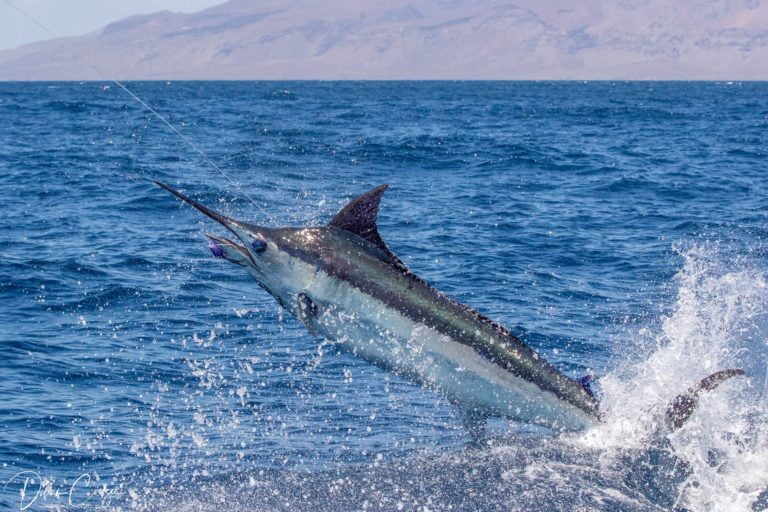 Marlin vs. Sailfish: A Close Look at the Billfish Family - Tom's Catch Blog