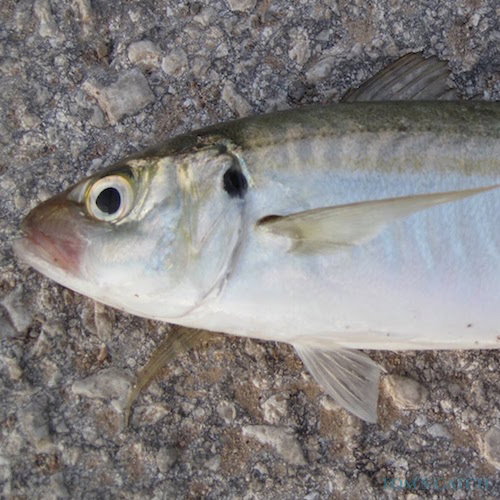 Especies de peces. Distribución, técnicas y los mejores chárters de ...