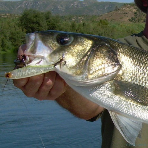 Bass Fishing: trucos y secretos, especies y los mejores guías de pesca ...