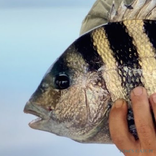 Pesca de Corvina pinta: información de la especie, técnicas, los ...