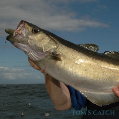 Kabeljau fischen: Techniken, die beste Reiseziele und geführte ...