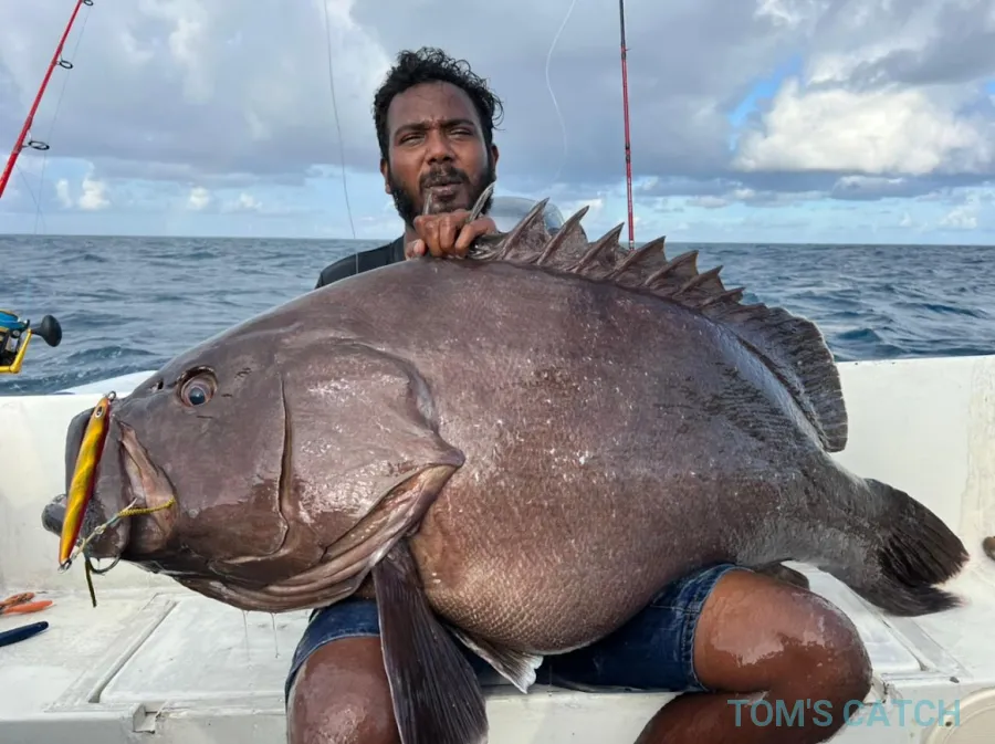 GT and Yellowfin Tuna Popping in Maldives Aboard Outcast with Captain ...